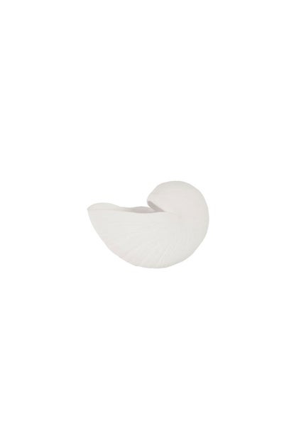 Shell Wall Vase in Fine China – Jems of Remuera